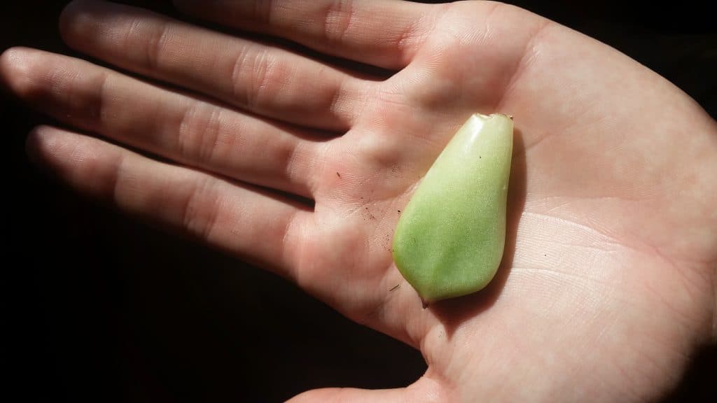 Succulent Propagation for Beginners - Sublime Succulents