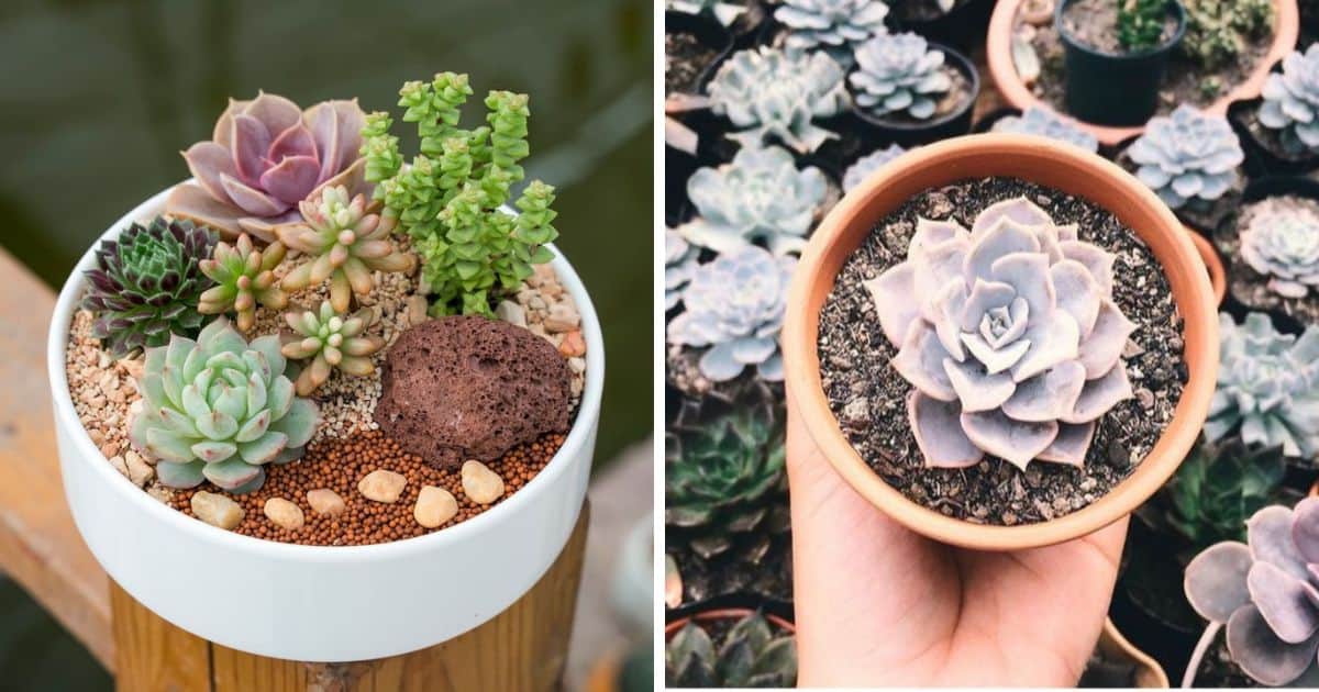 Welcome to Sublime Succulents! - Sublime Succulents