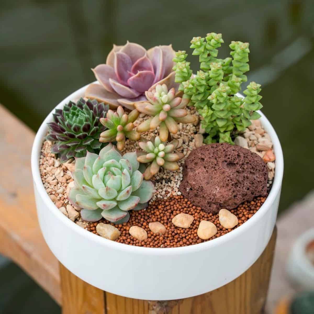 Care Guides - Sublime Succulents