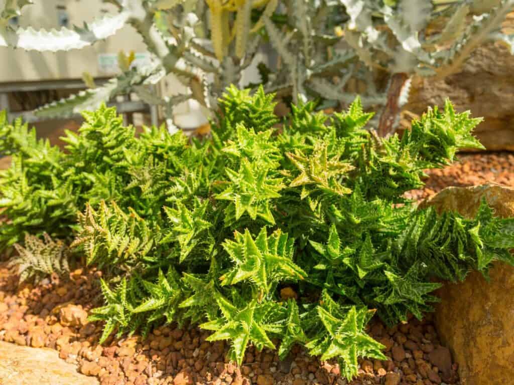 Aloe Juvenna - Tiger Tooth Aloe - Caring for Aloe Juvenna