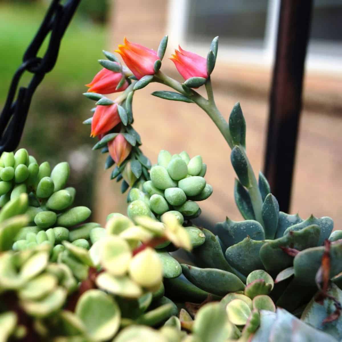 Succulent Types - Sublime Succulents