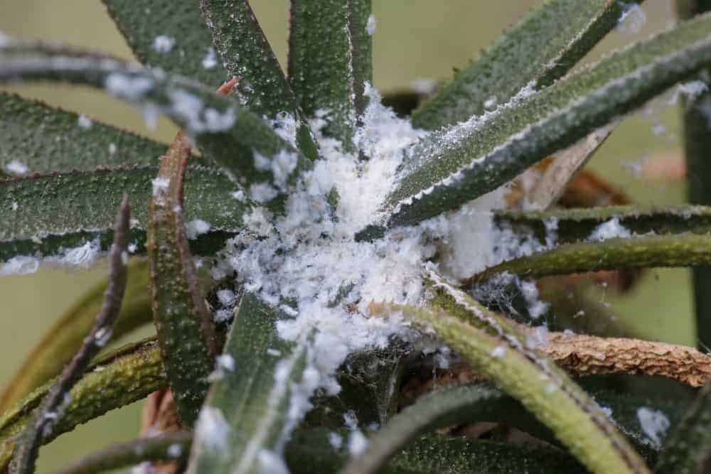 How to Deal With Common Succulent Pests - Sublime Succulents How to Deal With Common Succulent Pests - Sublime Succulents