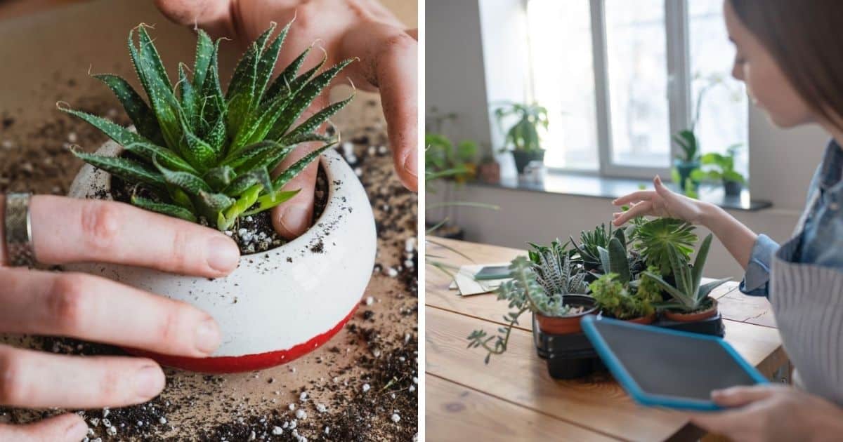 How to Deal With Common Succulent Pests - Sublime Succulents