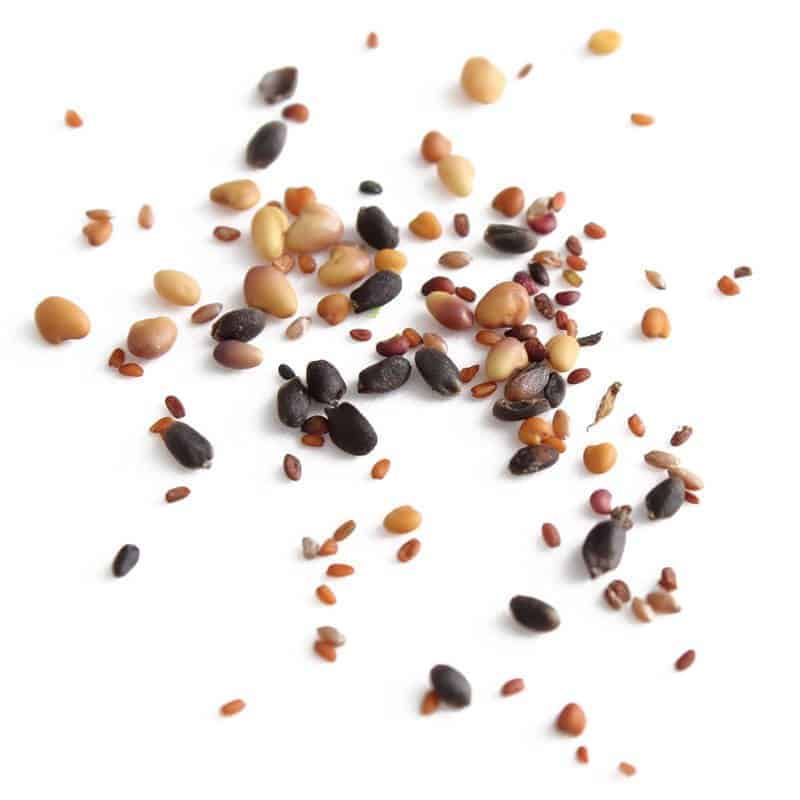 how to grow succulent seeds – Sublime Succulents