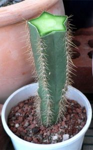 How to Graft Cacti – Sublime Succulents