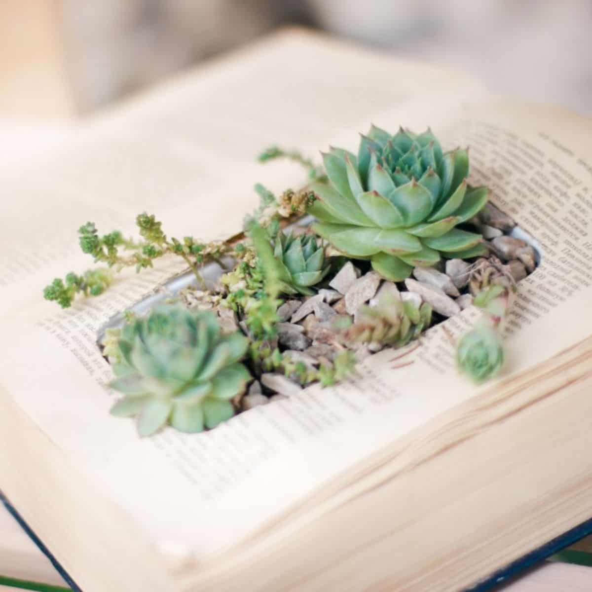 Succulent Types - Sublime Succulents