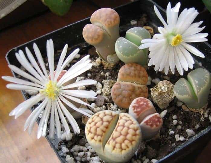 Lithops Care Guide: Everything You Need to Know - Sublime Succulents