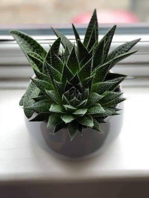 5 Tips for Succulent Planters - Sublime Succulents