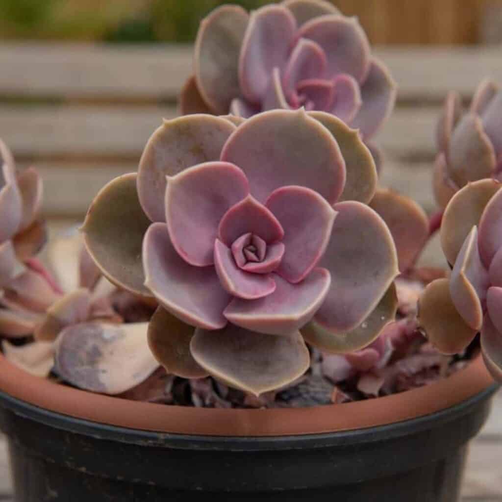 Easy Beginner Succulents - Sublime Succulents