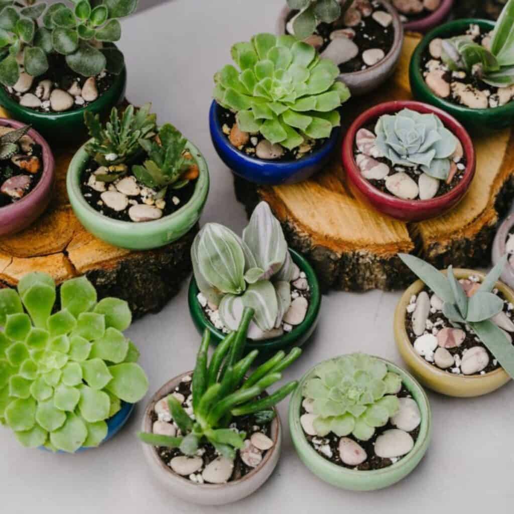 Elephant Bush Succulent Care Guide - Sublime Succulents
