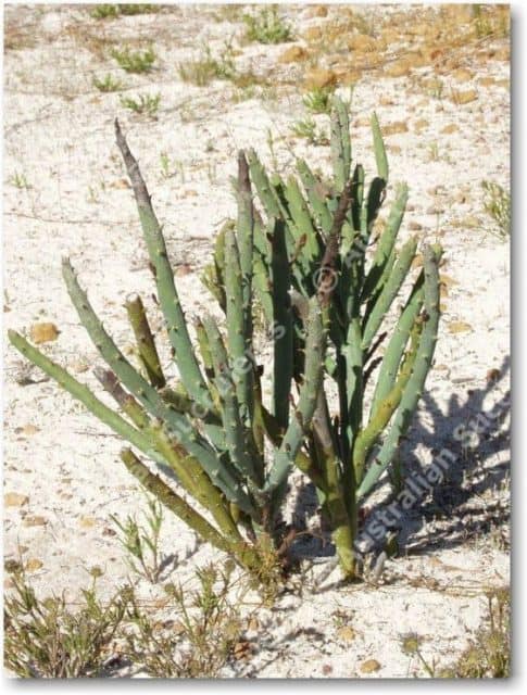 Native Succulents of Australia - Sublime Succulents