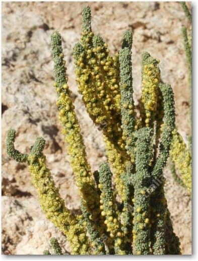 Native Succulents of Australia - Sublime Succulents