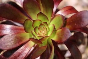 Native Succulents of Australia - Sublime Succulents