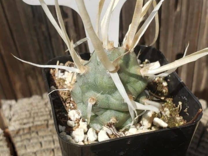 10 Rare Succulents (and Where to Buy Them in 2023)