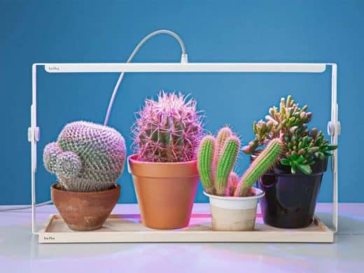 Light and Sun for Succulents and Cacti: The Ultimate Guide - Sublime ...