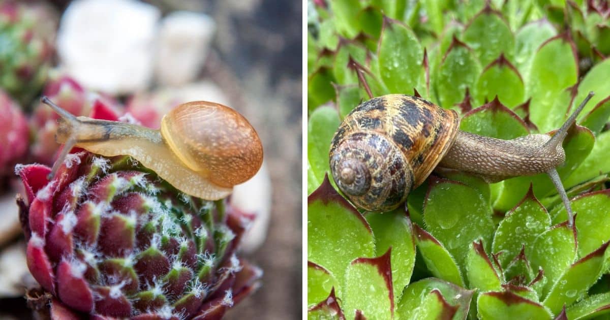 Saving Succulents from Snails and Slugs - Sublime Succulents