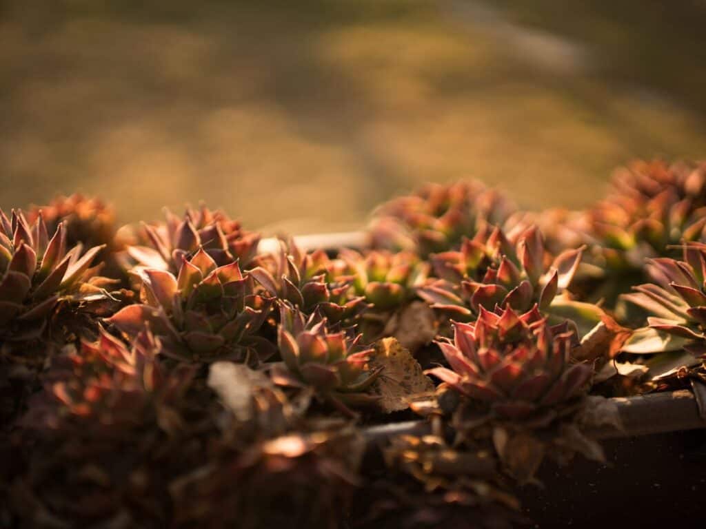 Light and Sun for Succulents and Cacti: The Ultimate Guide - Sublime ...