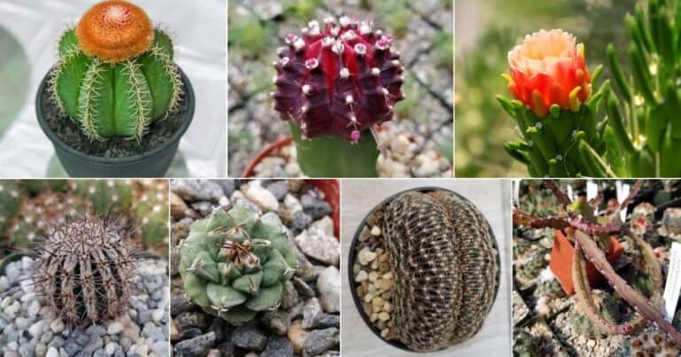 13 Rare Cacti (and Where to Find Them!)