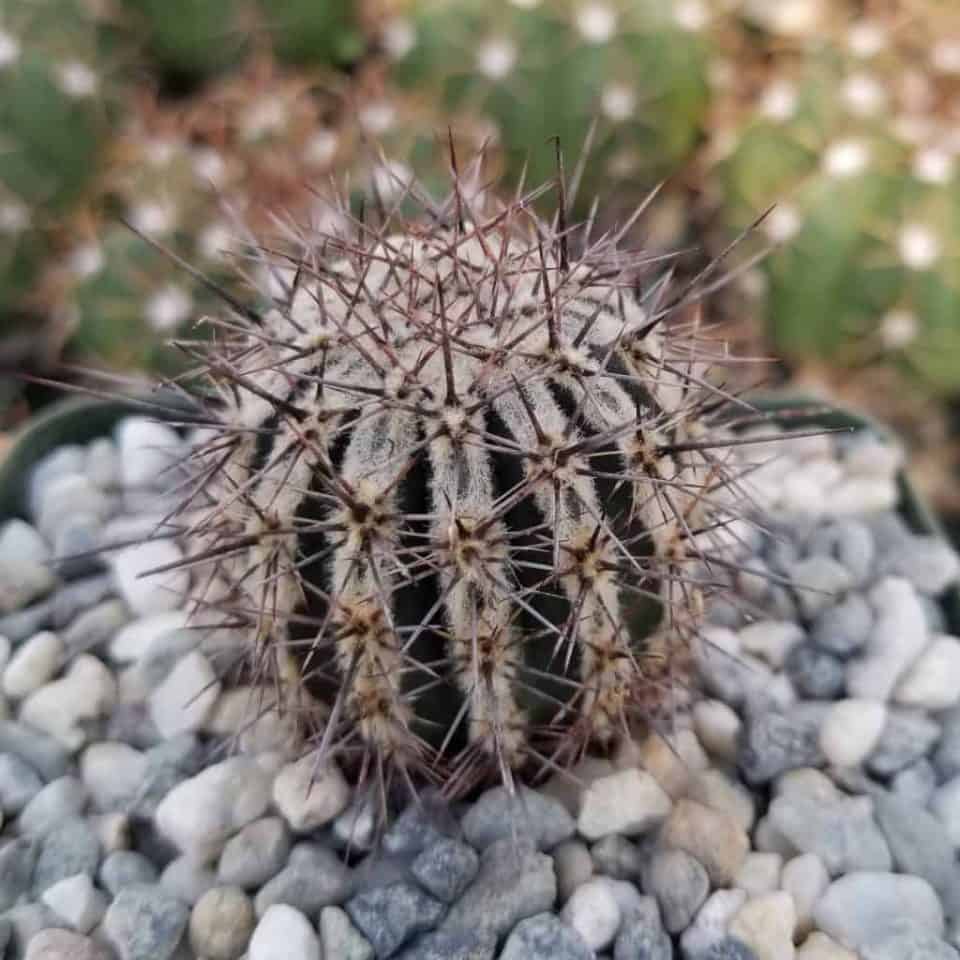 13 Rare Cacti (and Where to Find Them!)