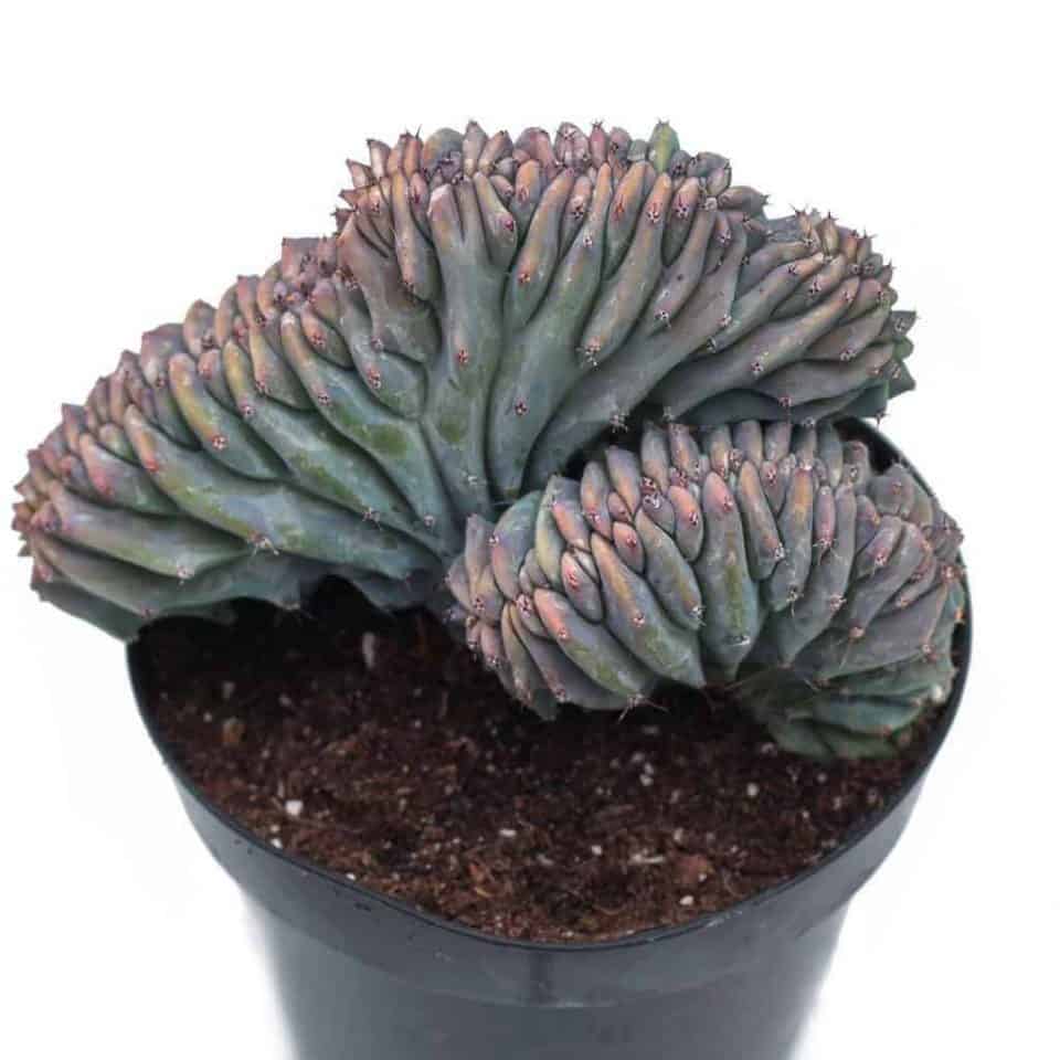 13 Rare Cacti (and Where to Find Them!)