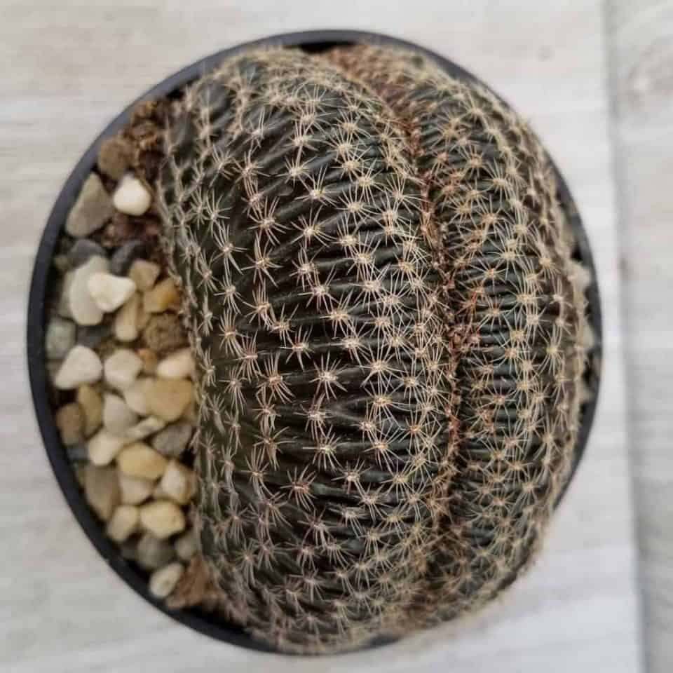 13 Rare Cacti (and Where to Find Them!)