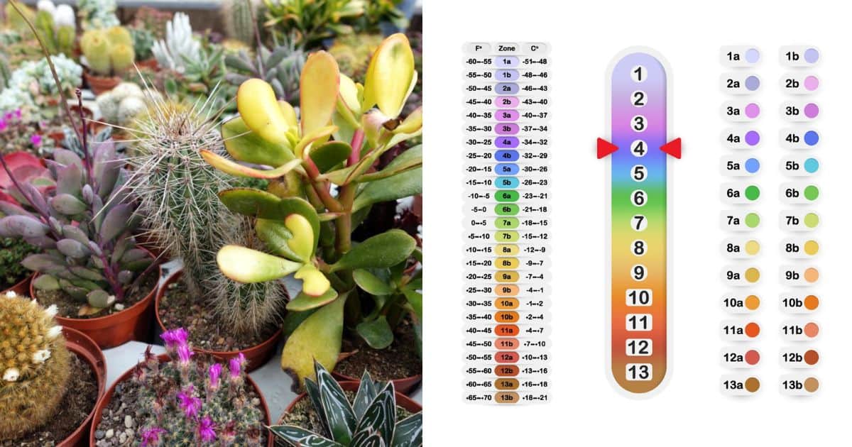 Hardiness Zones and Succulents - Sublime Succulents