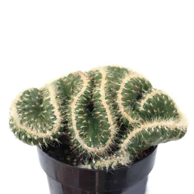 13 Rare Cacti (and Where to Find Them!)