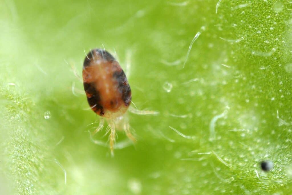 How to Treat Spider Mites on Succulents and Cacti - Sublime Succulents
