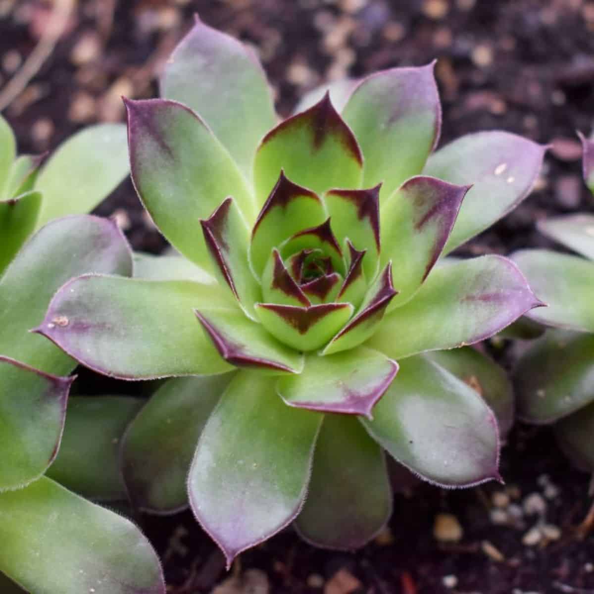 Succulent Types - Sublime Succulents