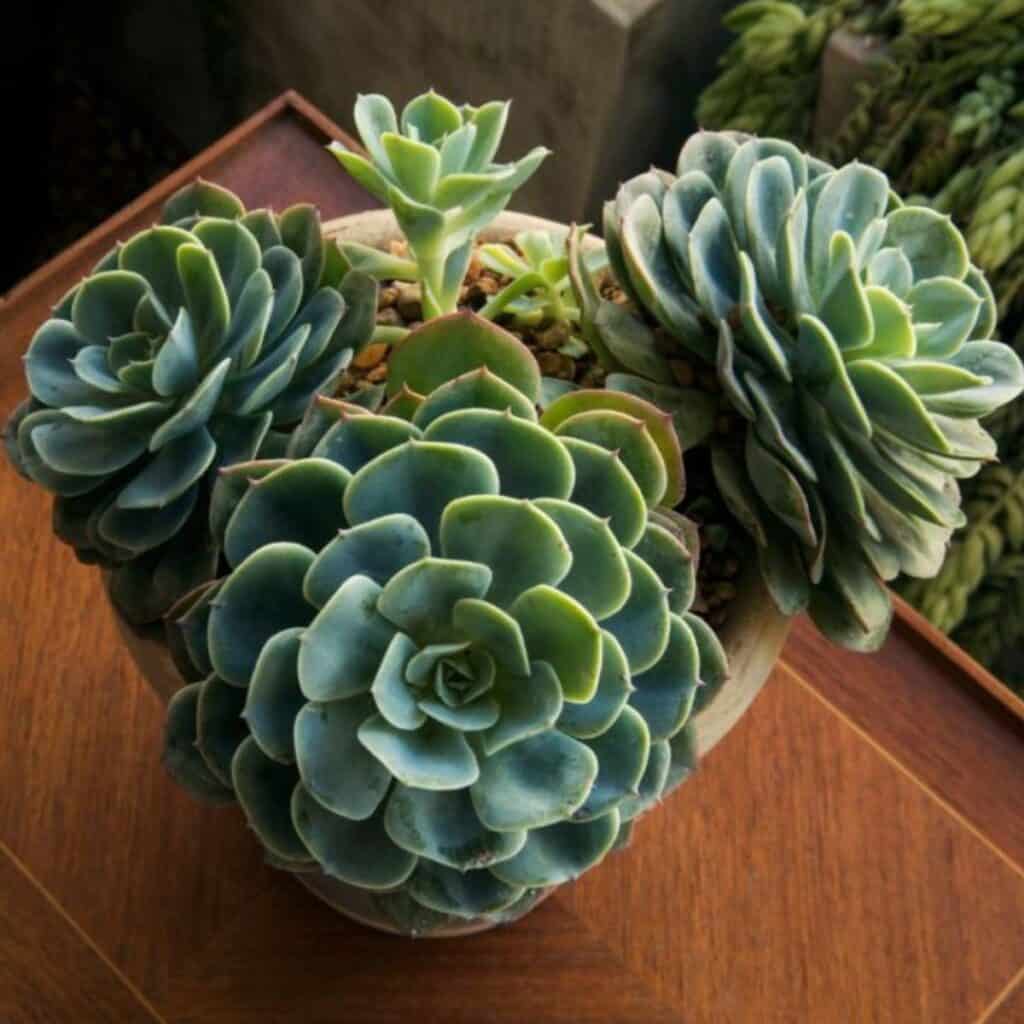 Sublime Succulents - #1 Succulent Resource