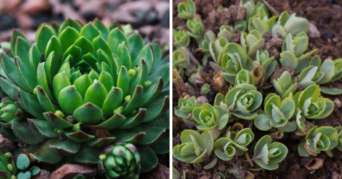 The Science of Succulent Dormancy - Sublime Succulents