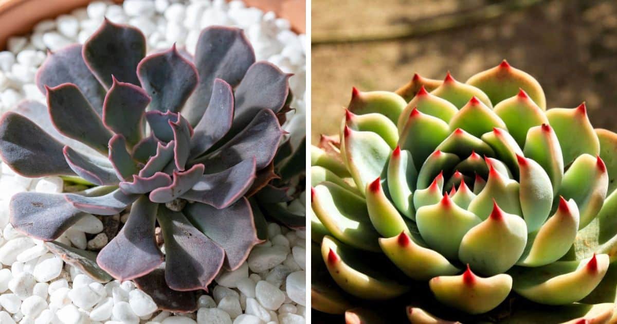 Succulent Hybrids Explained - Sublime Succulents