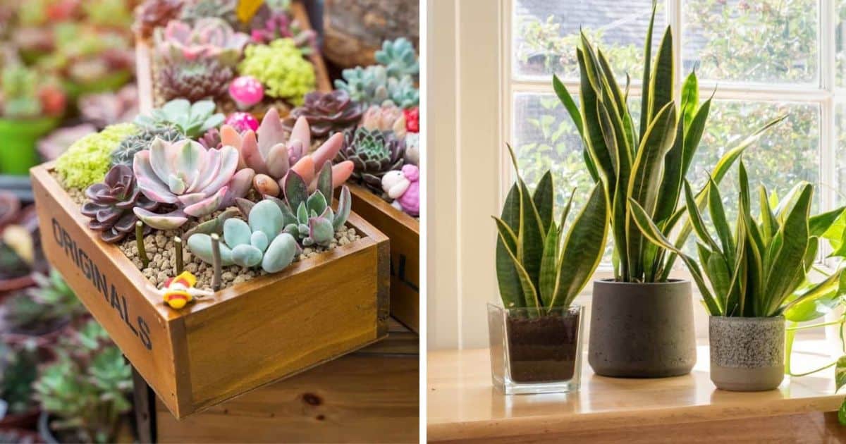 How to Choose the Correct Pot Size for Your Plant - Sublime Succulents