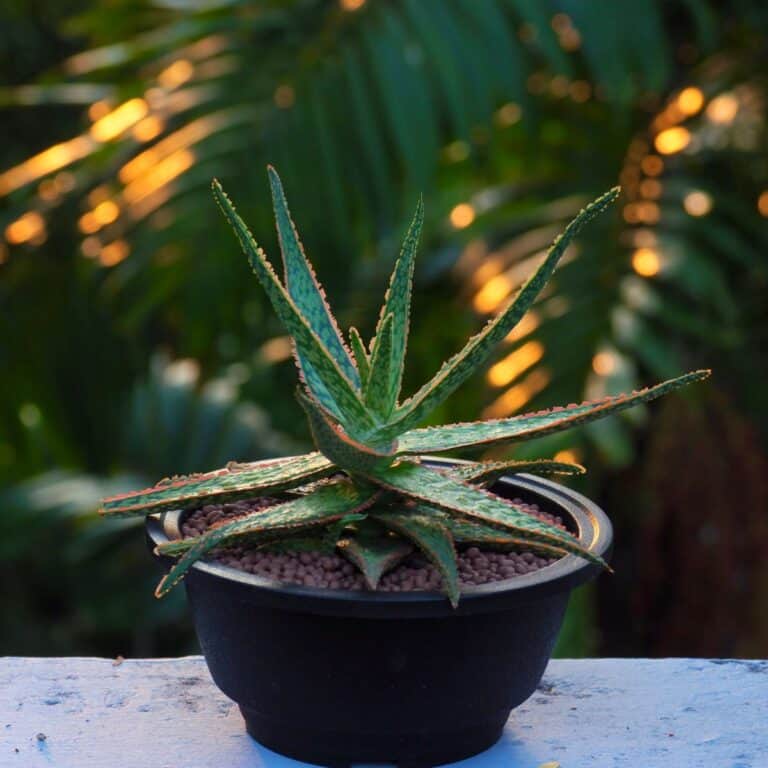 Succulent Hybrids Explained - Sublime Succulents