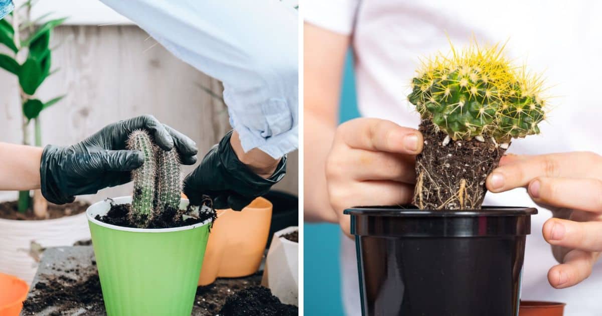 How to Handle Cacti Safely - Sublime Succulents