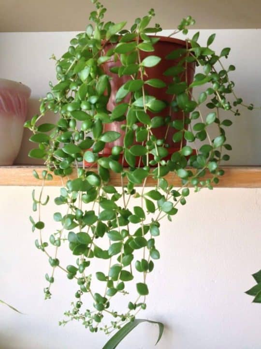 9 Best Trailing Succulents and Cacti - Sublime Succulents