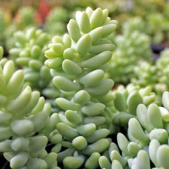 9 Best Trailing Succulents and Cacti - Sublime Succulents