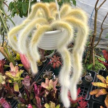 9 Best Trailing Succulents and Cacti - Sublime Succulents