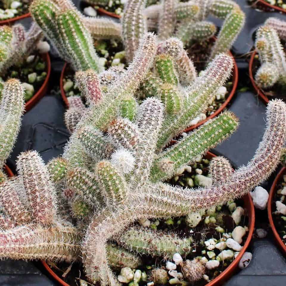 9 Best Trailing Succulents and Cacti - Sublime Succulents