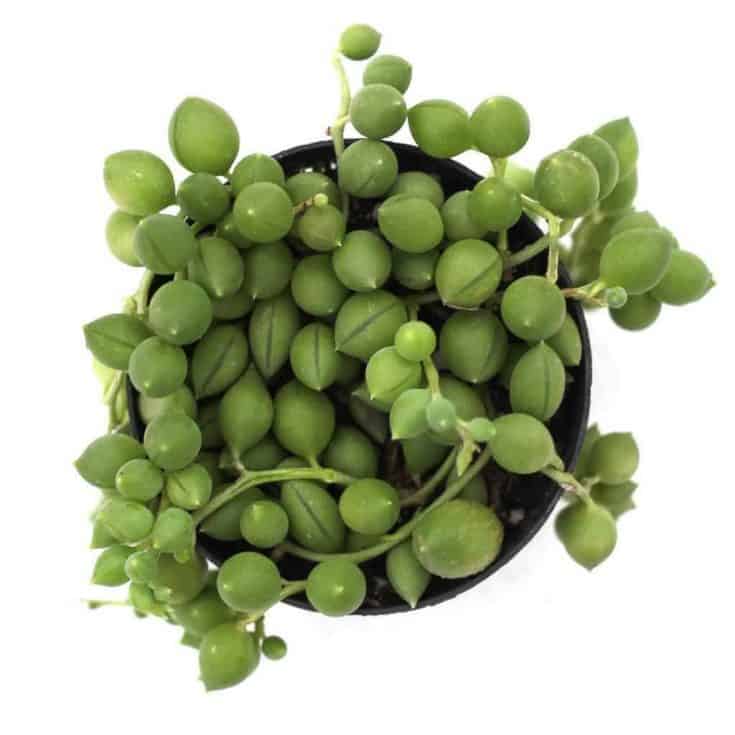 9 Best Trailing Succulents and Cacti - Sublime Succulents
