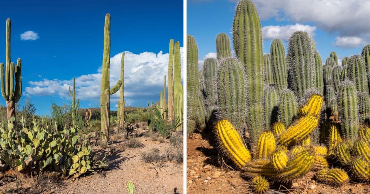 Best Cities in Arizona for Succulent and Cacti Lovers - Sublime Succulents