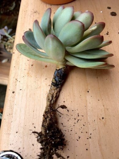 Succulent Root Rot - Fast Treatment to Healthy Plants