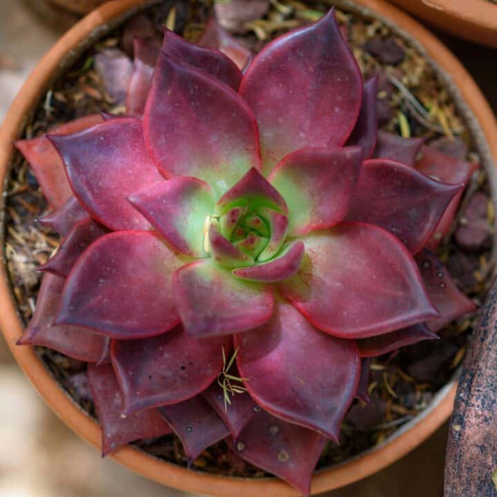 Succulent Types - Sublime Succulents