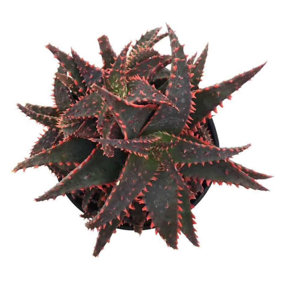 41 Ravishing Red Succulents You've Got to Grow - Sublime Succulents