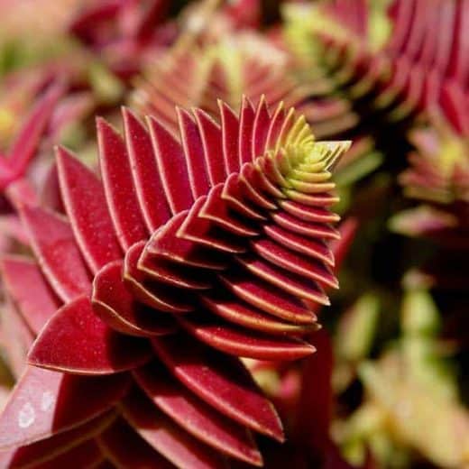 41 Ravishing Red Succulents You've Got to Grow - Sublime Succulents