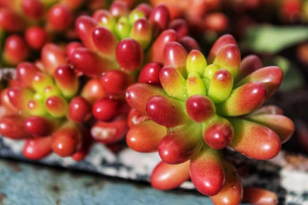 41 Ravishing Red Succulents You've Got to Grow - Sublime Succulents