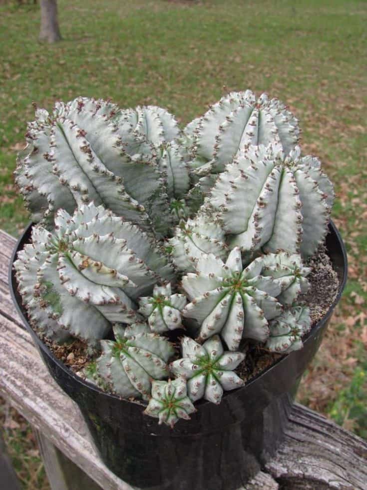 36 Wonderful White Succulents - Sublime Succulents