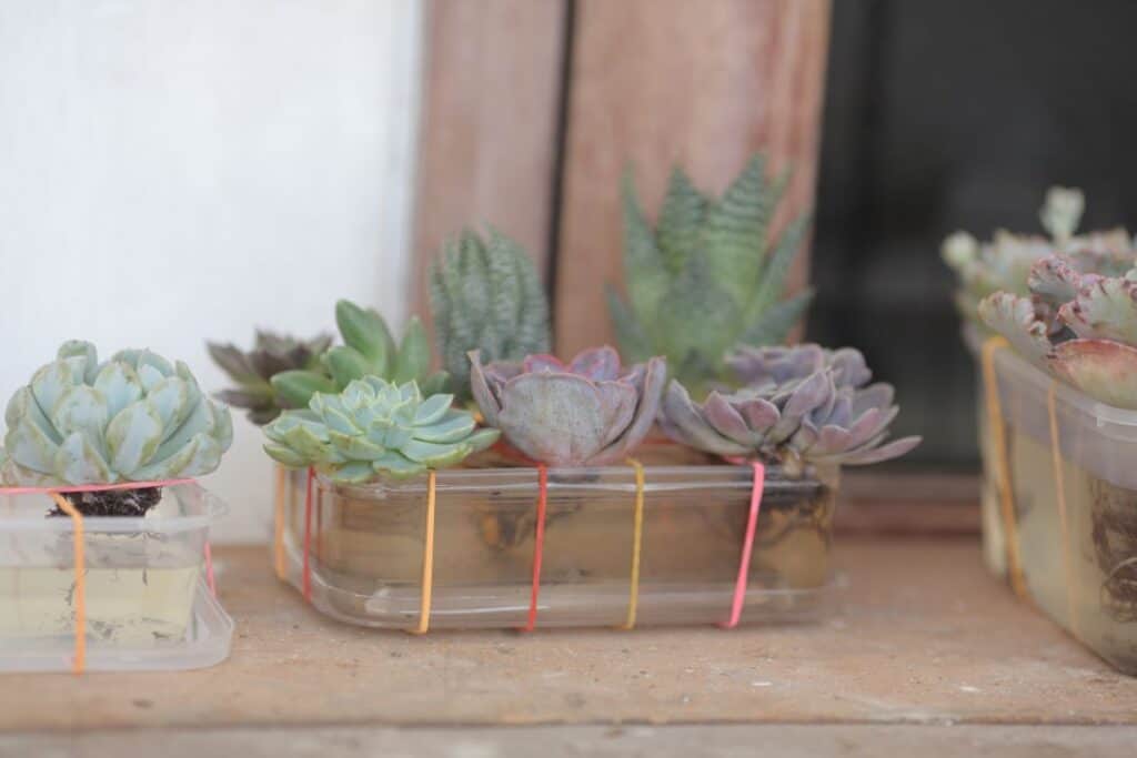 Water Therapy for Succulents - Sublime Succulents
