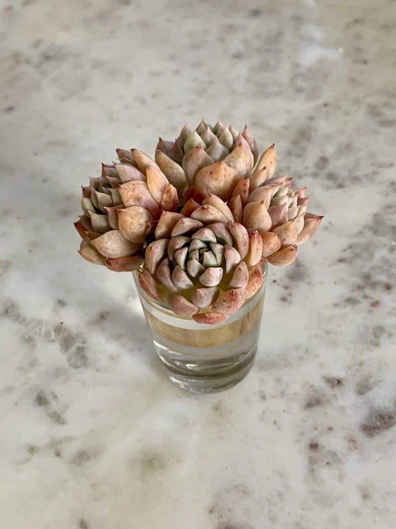 Water Therapy for Succulents - Sublime Succulents