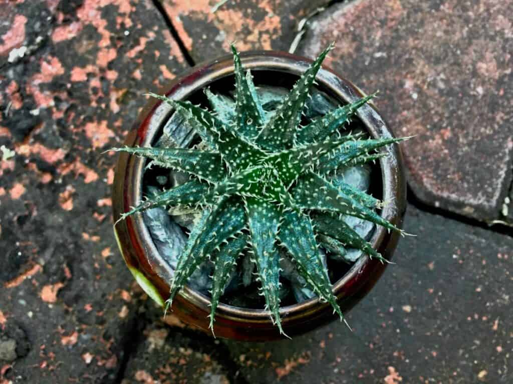 80+ Best Mini Succulents to Grow in Any Apartment